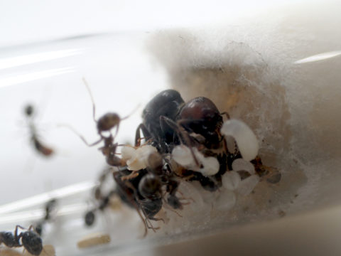 Comment les fourmis se reproduisent ? - FourmiCurieuse