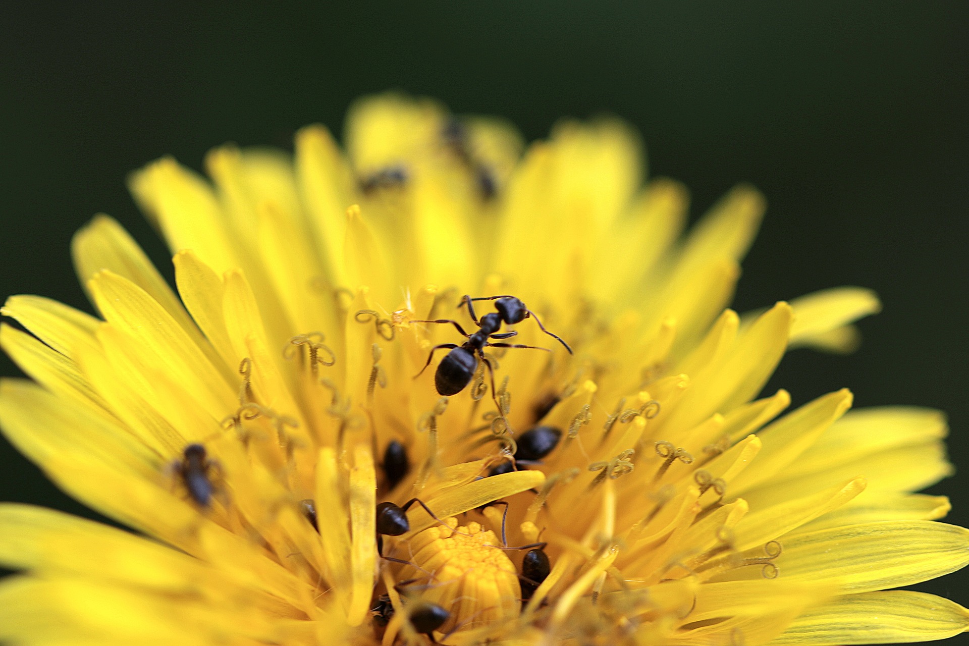 Des fourmis qui pratiquent l’esclavage ? - FourmiCurieuse