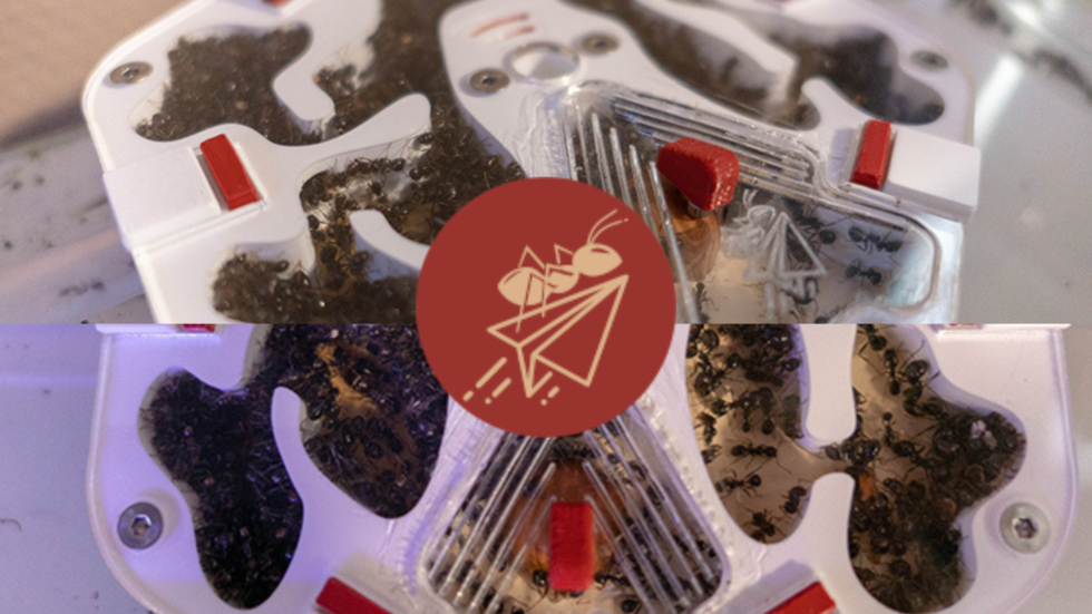 Démarrer avec une grosse colonie - FourmiCurieuse